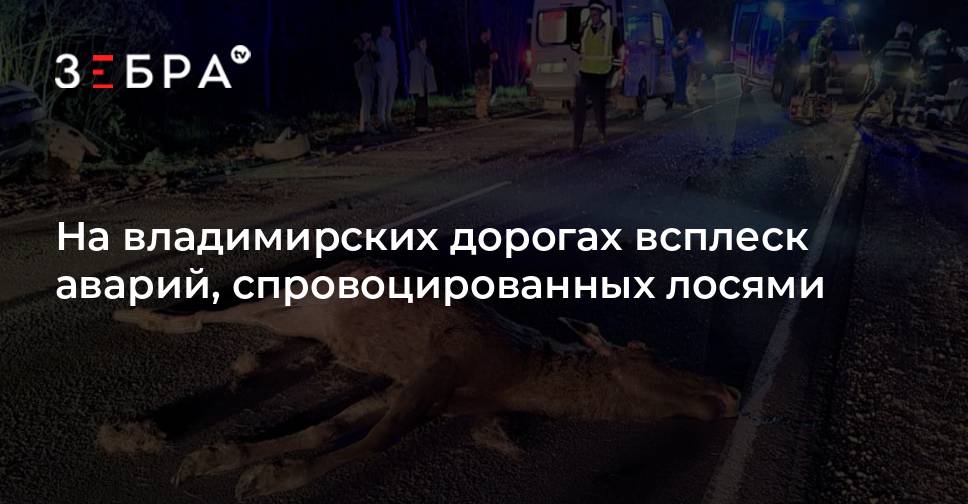 На владимирских дорогах всплеск аварий спровоцированных лосями