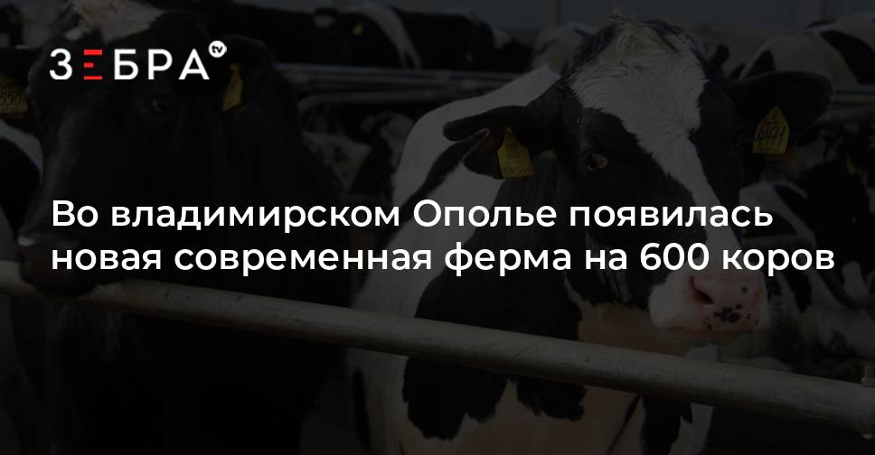 Во владимирском Ополье появилась новая современная ферма на 600 коров ...